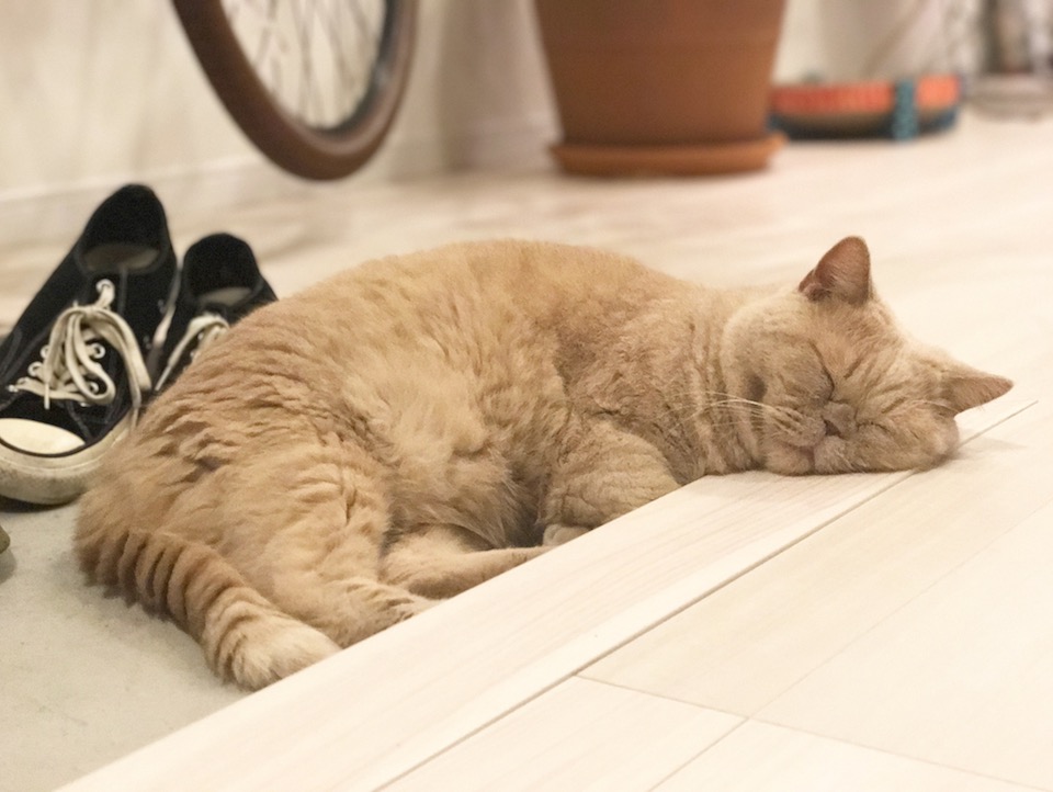 お気に入りのベッド鮎子 and チャイ坊 – vol. 100 | おっとり猫、チャイ坊の毎日。 | & Premium (アンド プレミアム)
