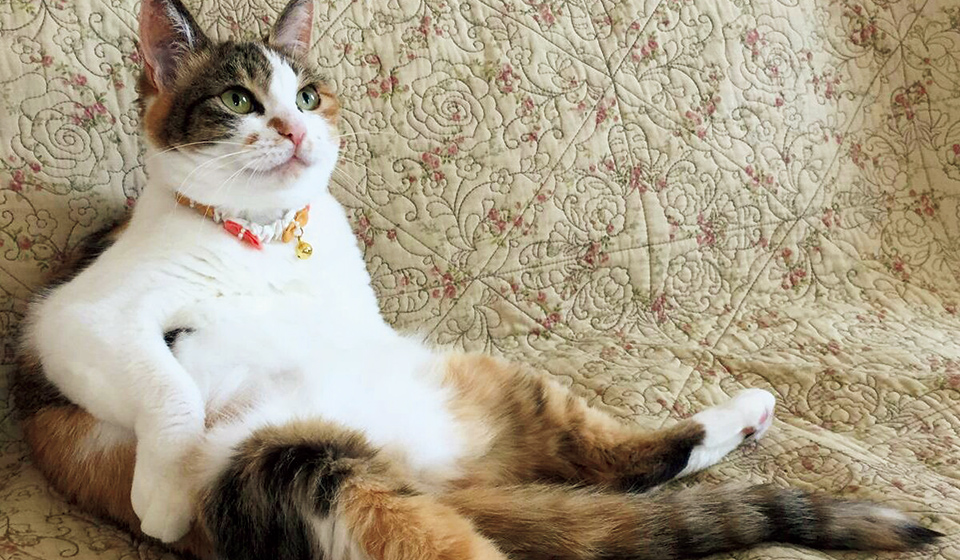 〈ドコノコ〉と一緒に猫の習性を学びました。 – Dokonoko | Article | & Premium (アンド プレミアム)