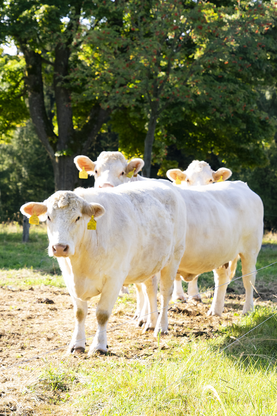 今月の写真家、今日の一枚。清水はるみ vol.14 | PHOTO | & Premium (アンド プレミアム)