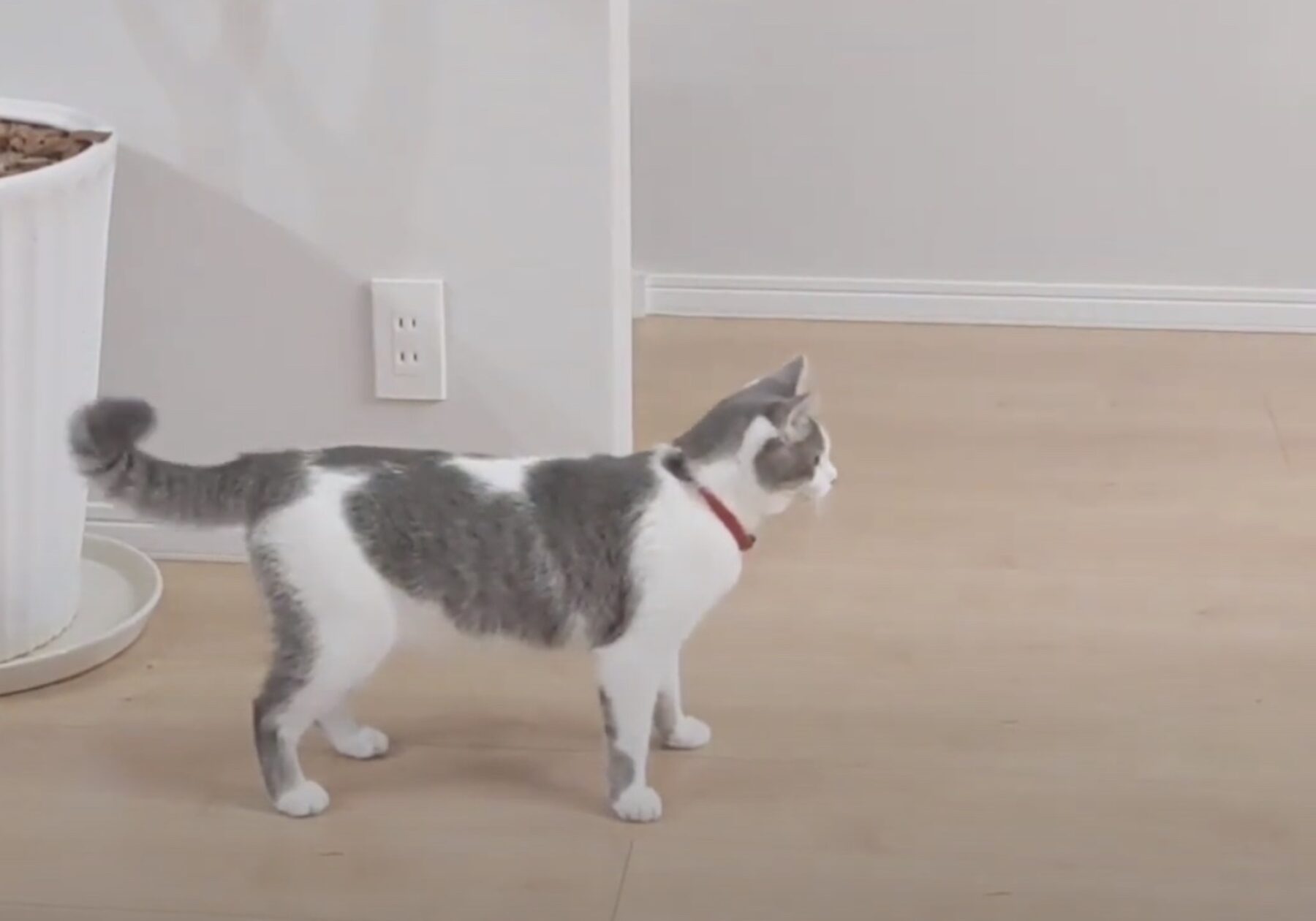 しらたまのくつろぎ記。 | & Premium (アンド プレミアム)