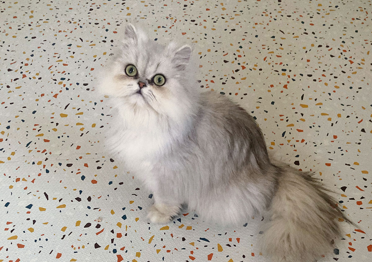 今日は夜更かししませんよ。【ツンデレジジのふわふわな日々。 vol.57】 | ツンデレジジのふわふわな日々。 | & Premium ...