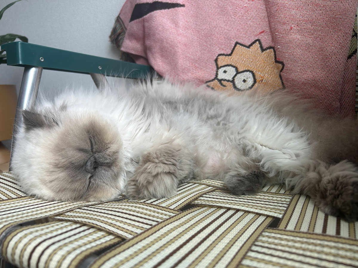 寝る子は育つ。【 ねことこねこ、ふかふか通信。 vol.18】 | ねことこねこ、ふかふか通信。 | & Premium (アンド プレミアム)