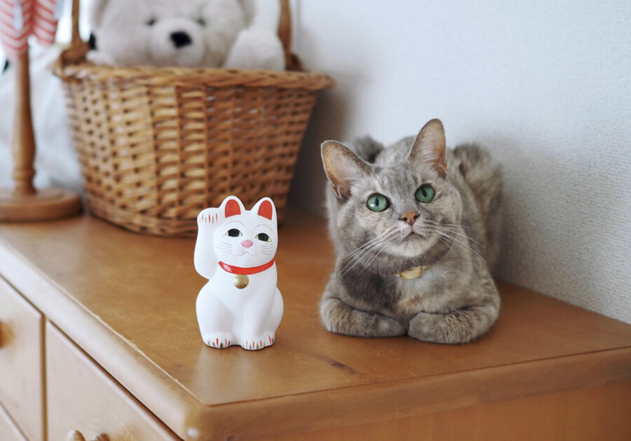 カンガルーみたいでしょ？【もっぷのちんまりLIFE。 vol.27】 | もっぷのちんまりLIFE。 | & Premium (アンド プレミアム)