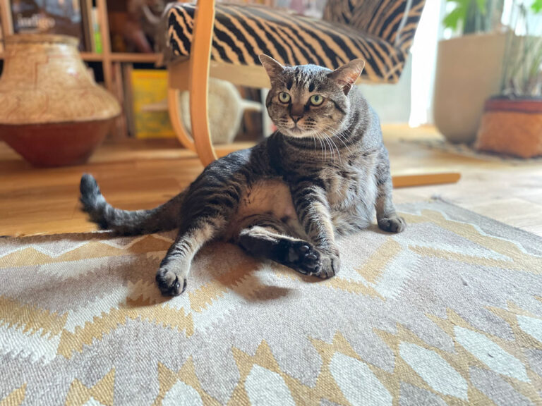 ヨガもマスターしてるで。【ぽっちゃり猫、れみのピースフル記。vol.53】 | ぽっちゃり猫、れみのピースフル記。 | & Premium ...